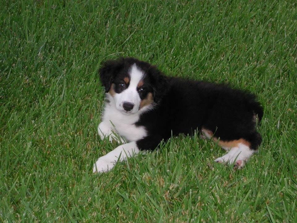 Armata Farm's Australian Shepherds in California | Australian Shepherd ...