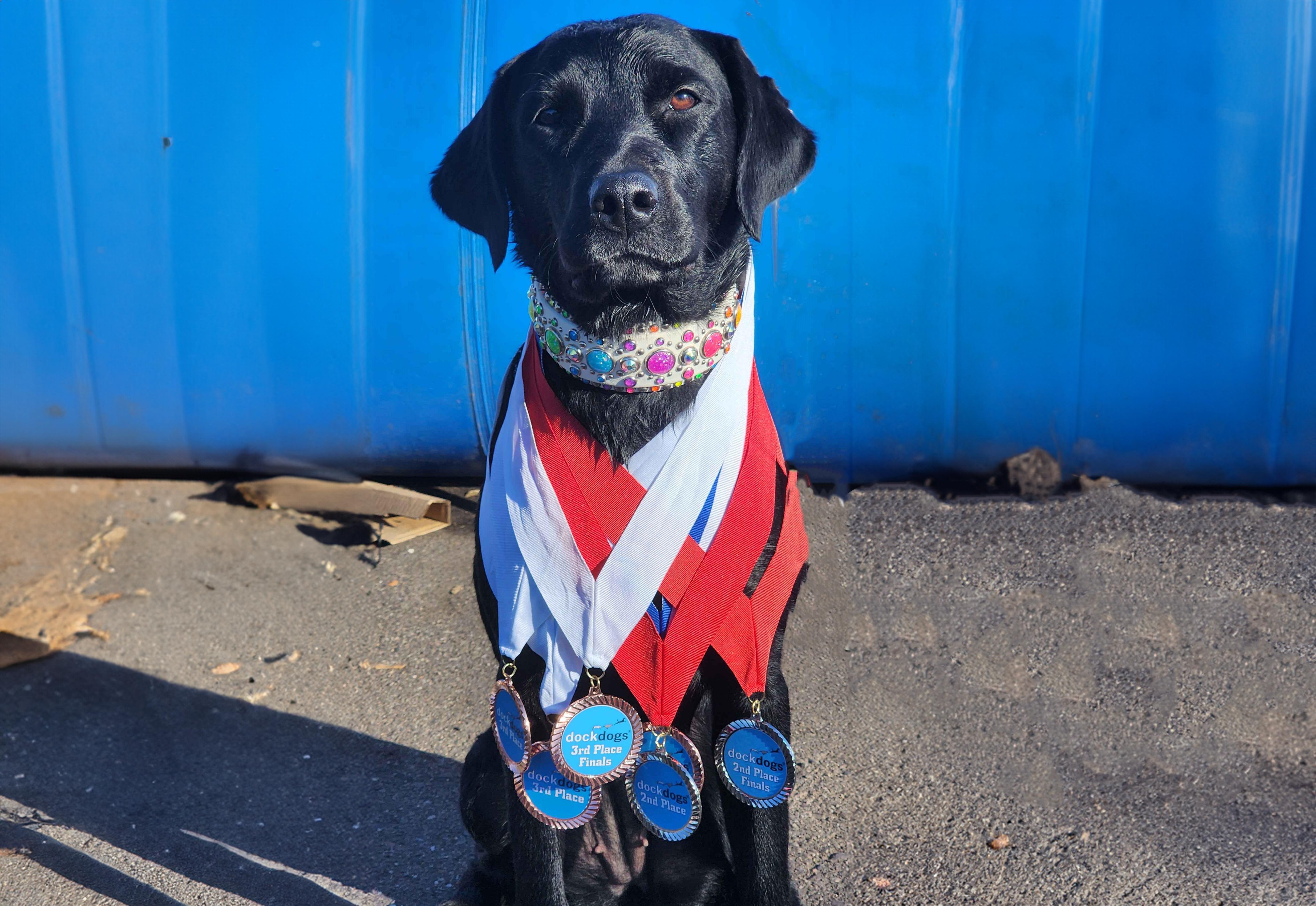 Steele Caliber Retrievers in Arizona | Labrador Retriever puppies ...