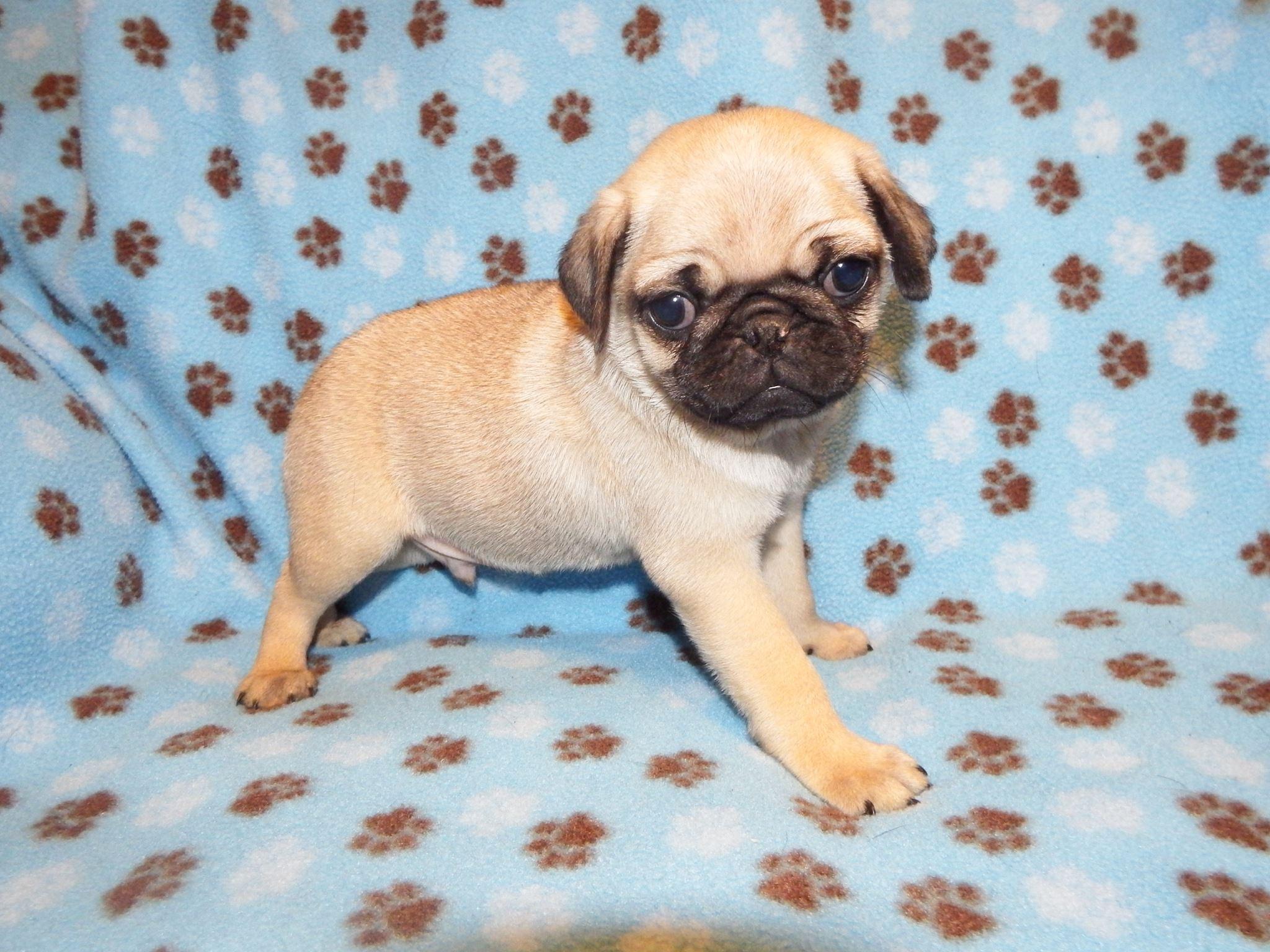Bonnie's Pug Haven in Ohio | Pug puppies | Good Dog