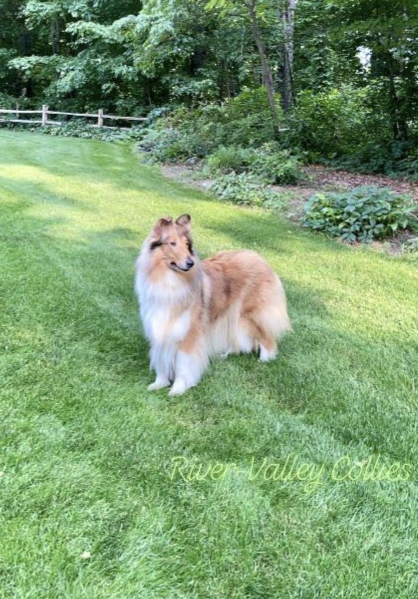 River-Valley Collies in Michigan | Collie puppies | Good Dog