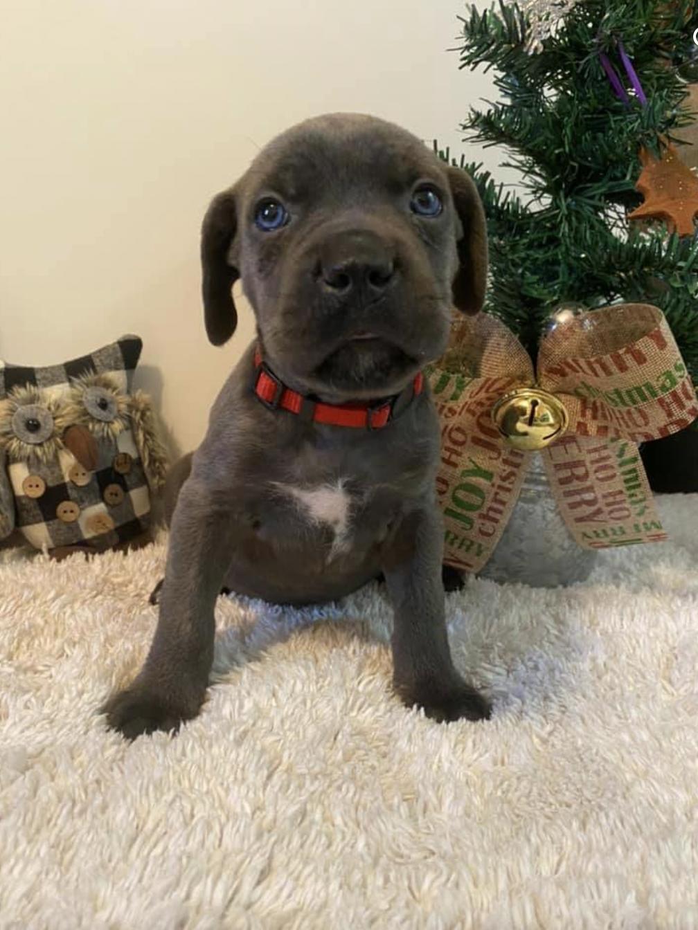 Twisted Cane Corsos in Kentucky | Cane Corso puppies | Good Dog