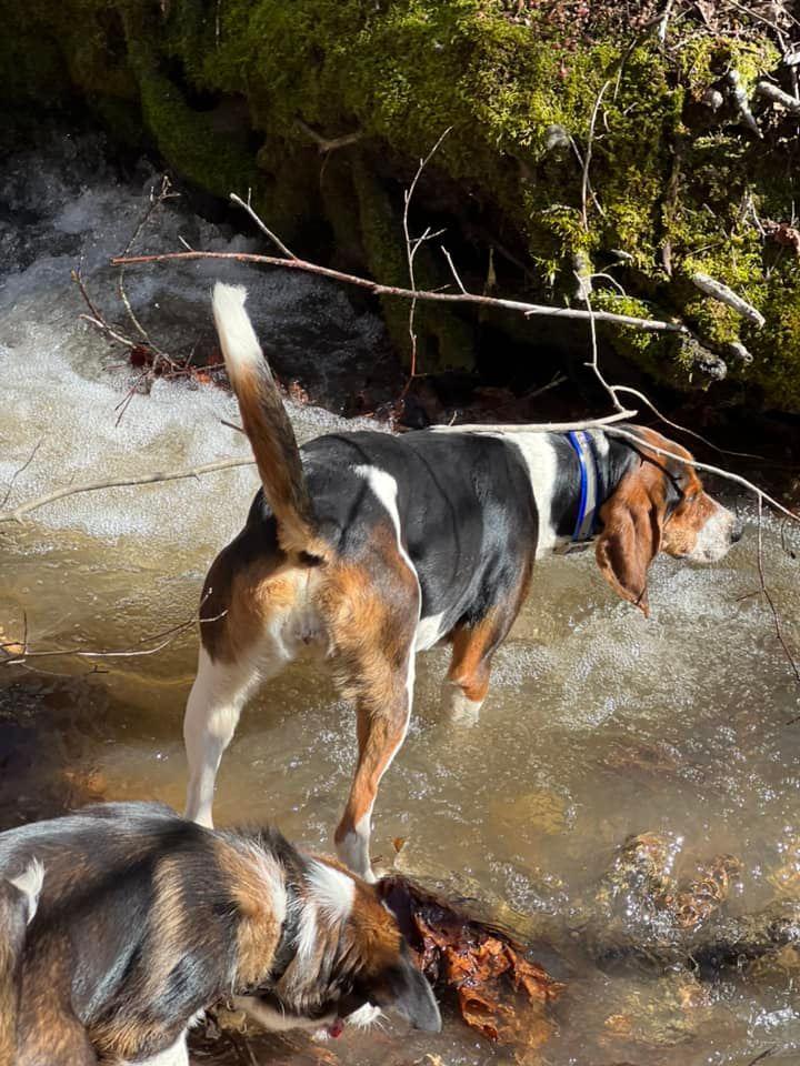 Red Oak Kennels in North Carolina | Treeing Walker Coonhound puppies ...