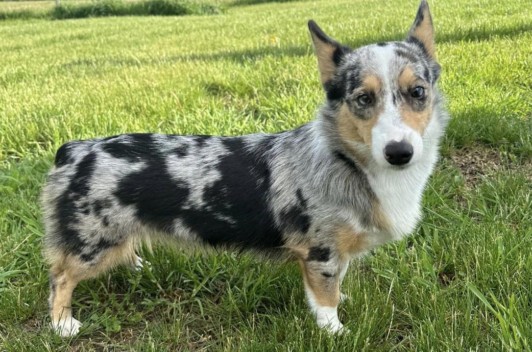 H&B Corgi’s in Kansas | Pembroke Welsh Corgi and American Corgi puppies ...