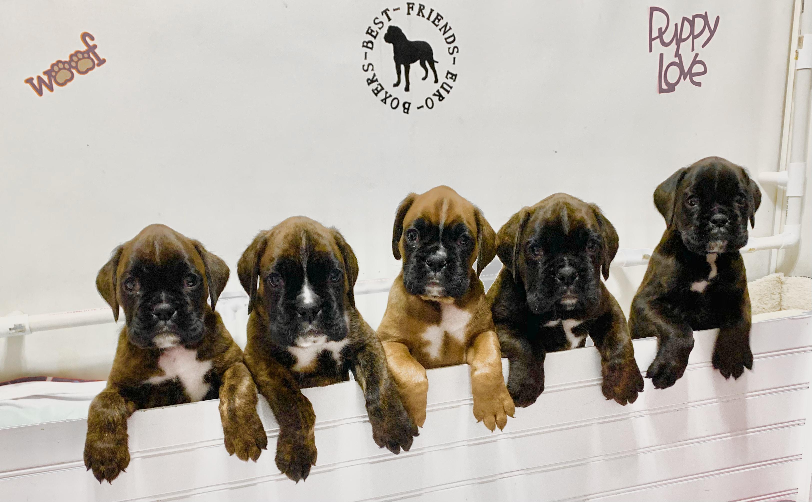 Best Friends Euro Boxers (BFEBK) in Kentucky | Boxer puppies | Good Dog