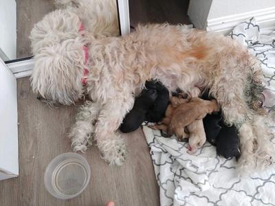 Angel Pups in California | Lowchen puppies | Good Dog