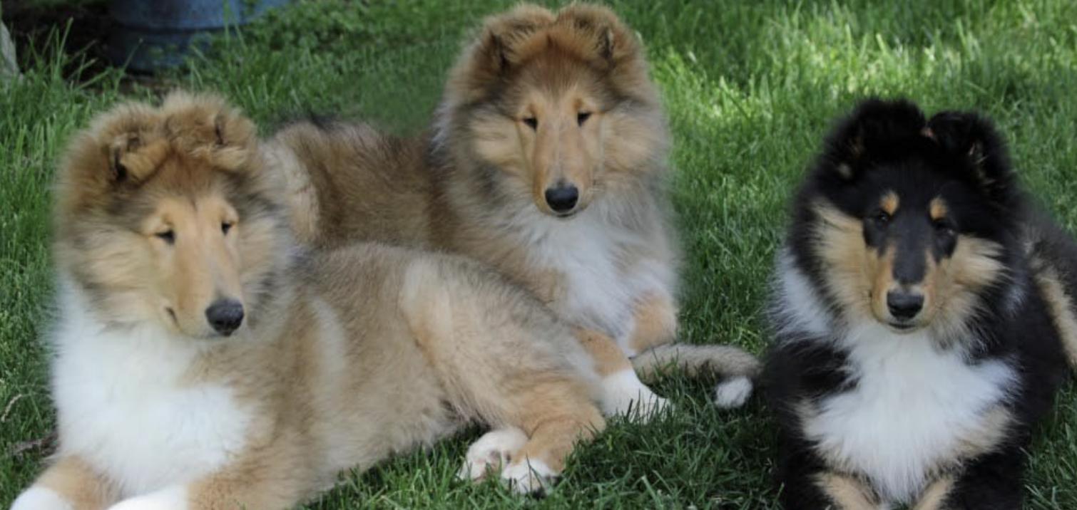 Val Hi Collies in Pennsylvania | Collie puppies | Good Dog