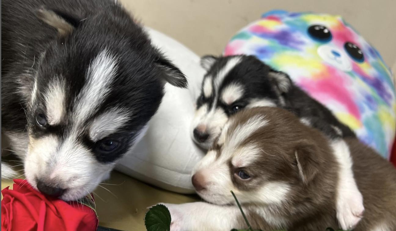 Ohio Fur Babies LLC in Ohio | Siberian Husky puppies | Good Dog