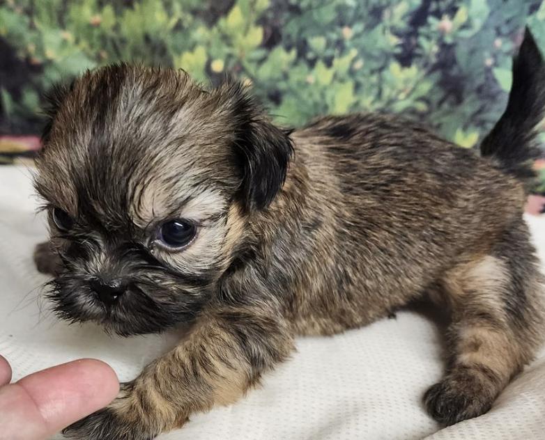 Anna's Babies in the Midwest in Missouri | Lhasa Apso, Pomeranian, Shih ...