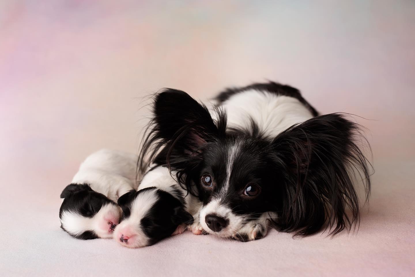 SunDream Papillons in Arizona | Papillon puppies | Good Dog