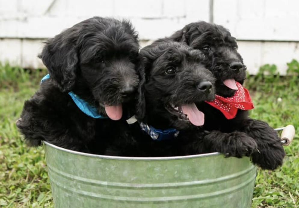 Shaggy Bark Goldendoodles in Ohio | Goldendoodle puppies | Good Dog