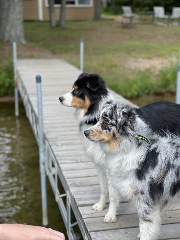 Glacier Big Sky Aussies in Wisconsin | Australian Shepherd puppies ...