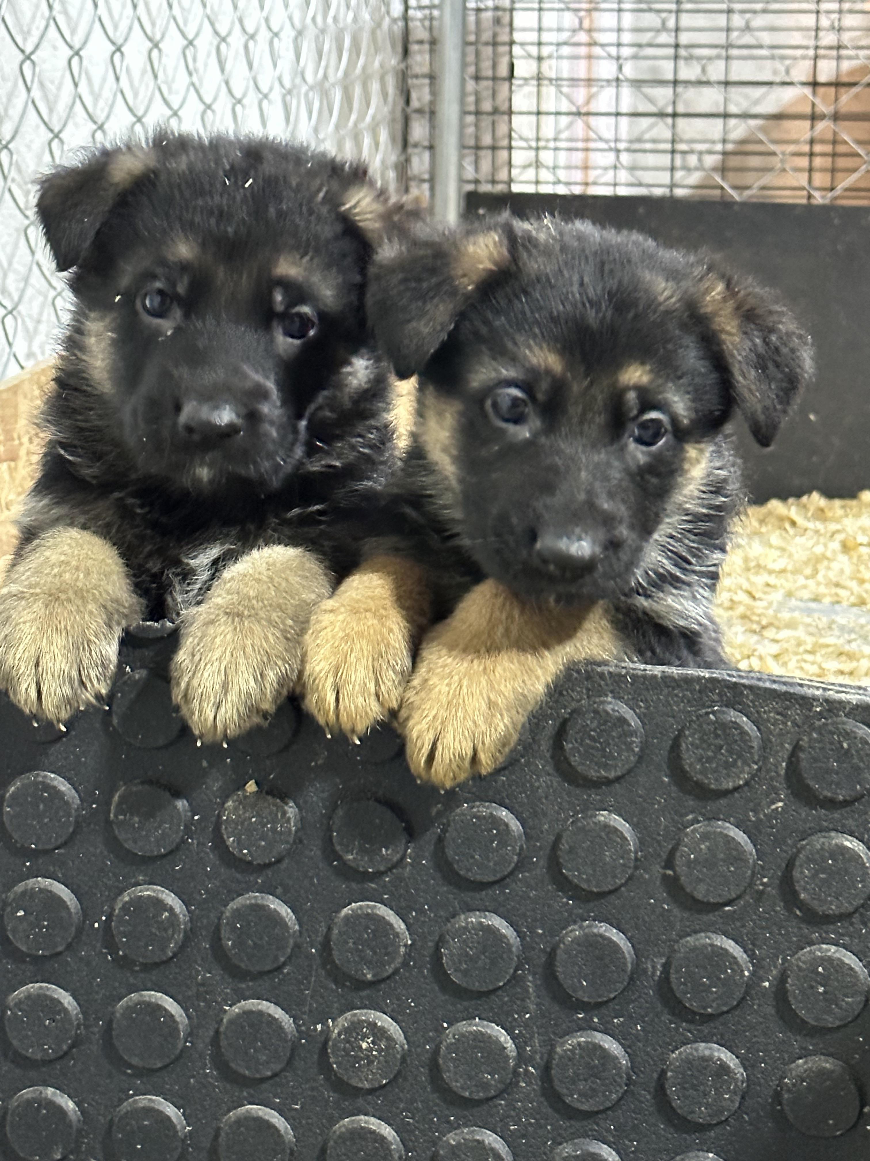 Casale Shepherds in Connecticut | German Shepherd puppies | Good Dog