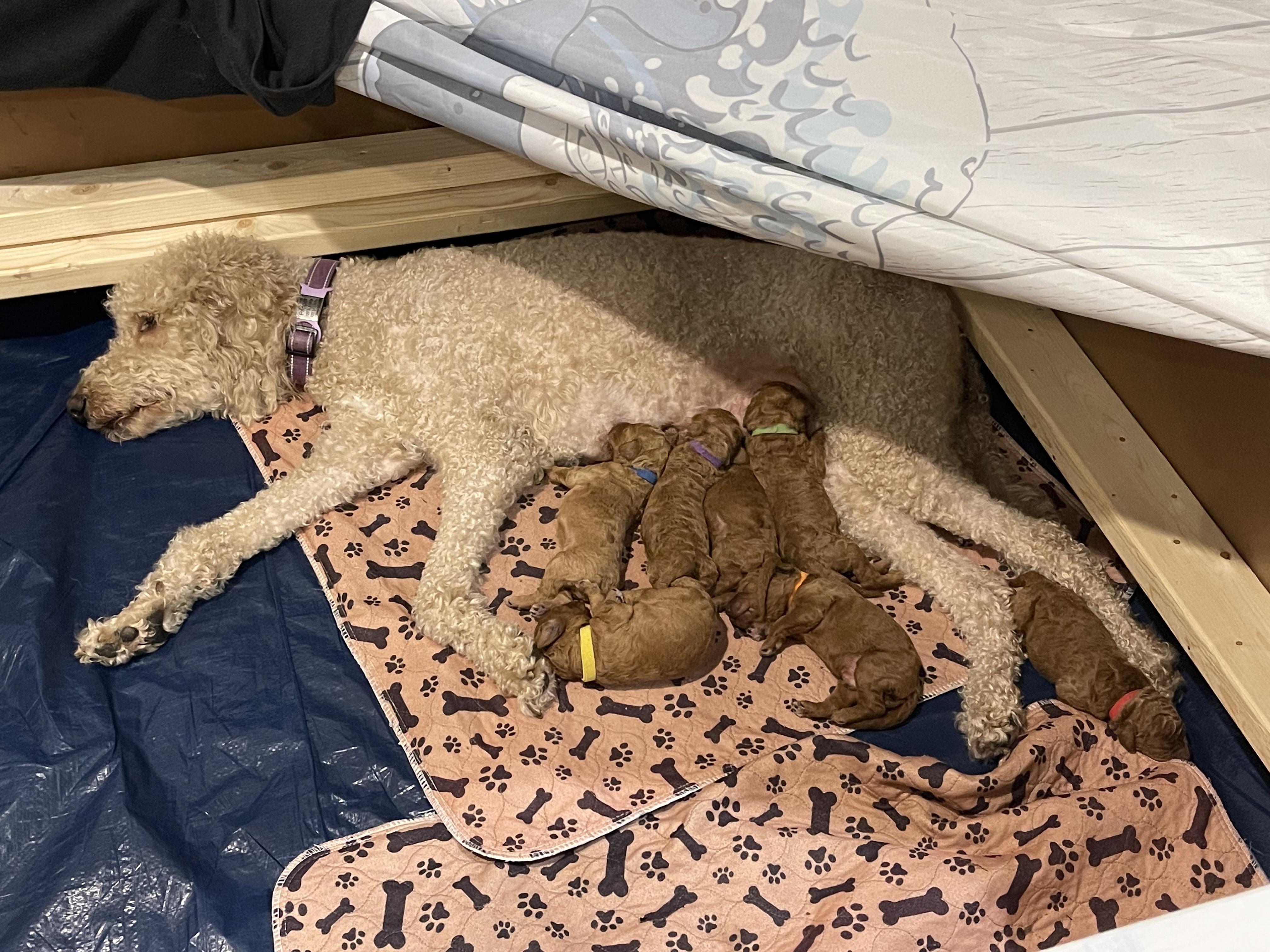 Goldendoodle Puppies in Florida | Goldendoodle puppies | Good Dog