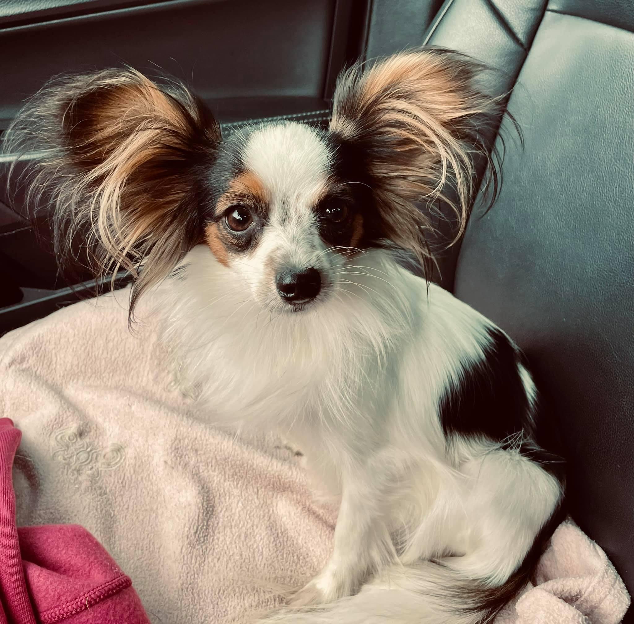 Double D farm featuring Nova papillons in South Carolina | Papillon ...