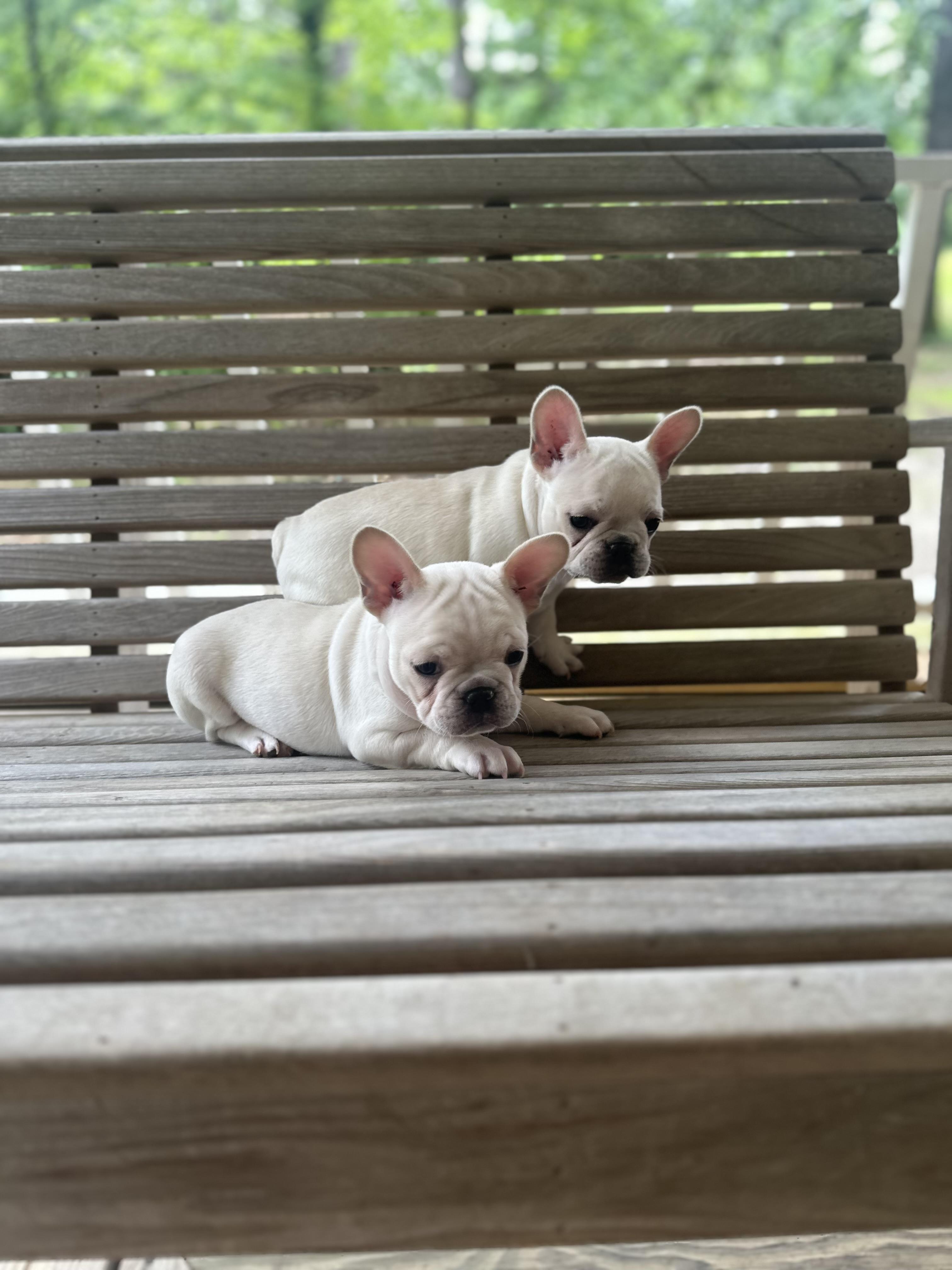 Full House Frenchies in Mississippi | French Bulldog puppies | Good Dog