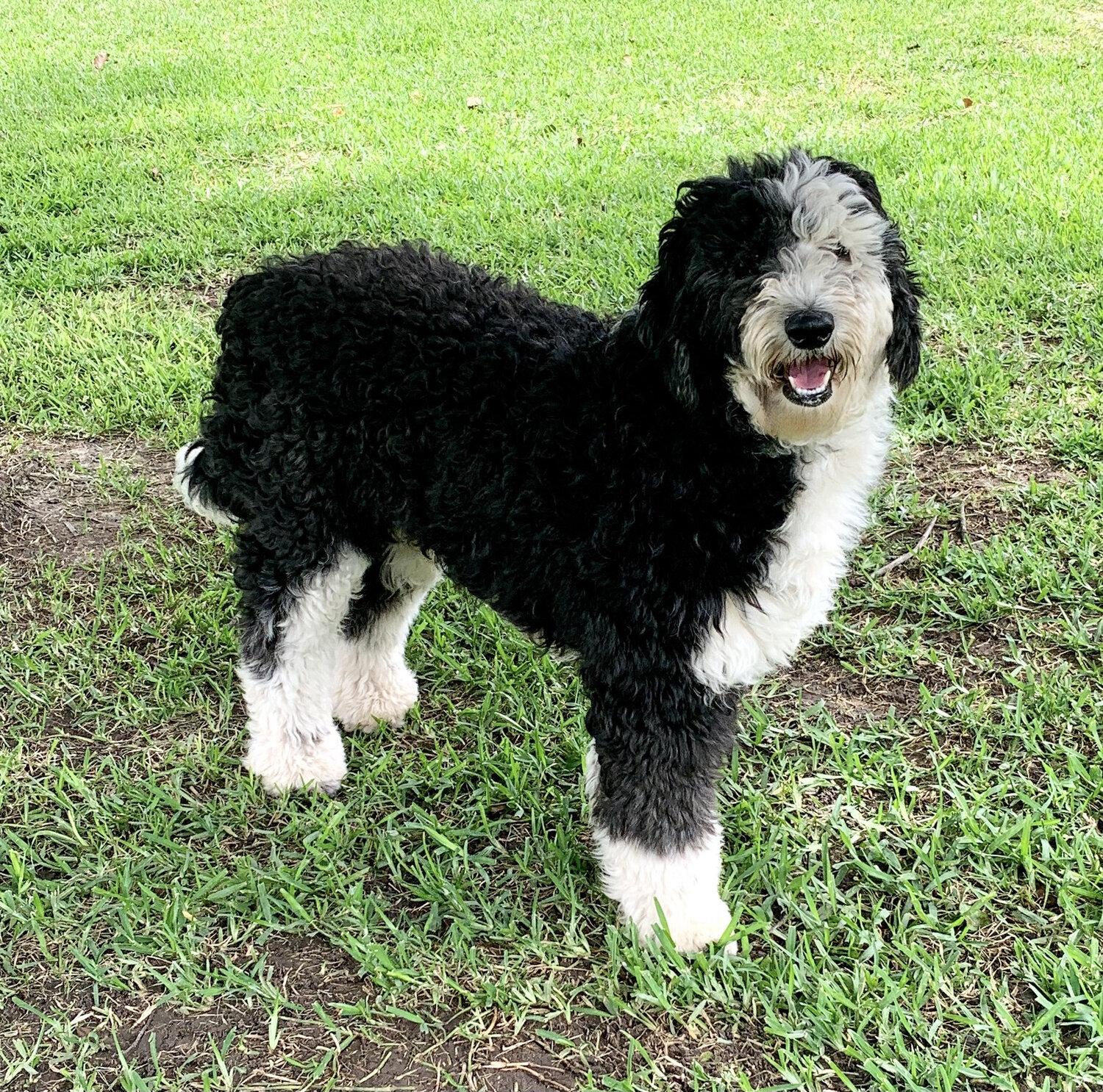 Hey, Dood! in Texas | Sheepadoodle puppies | Good Dog