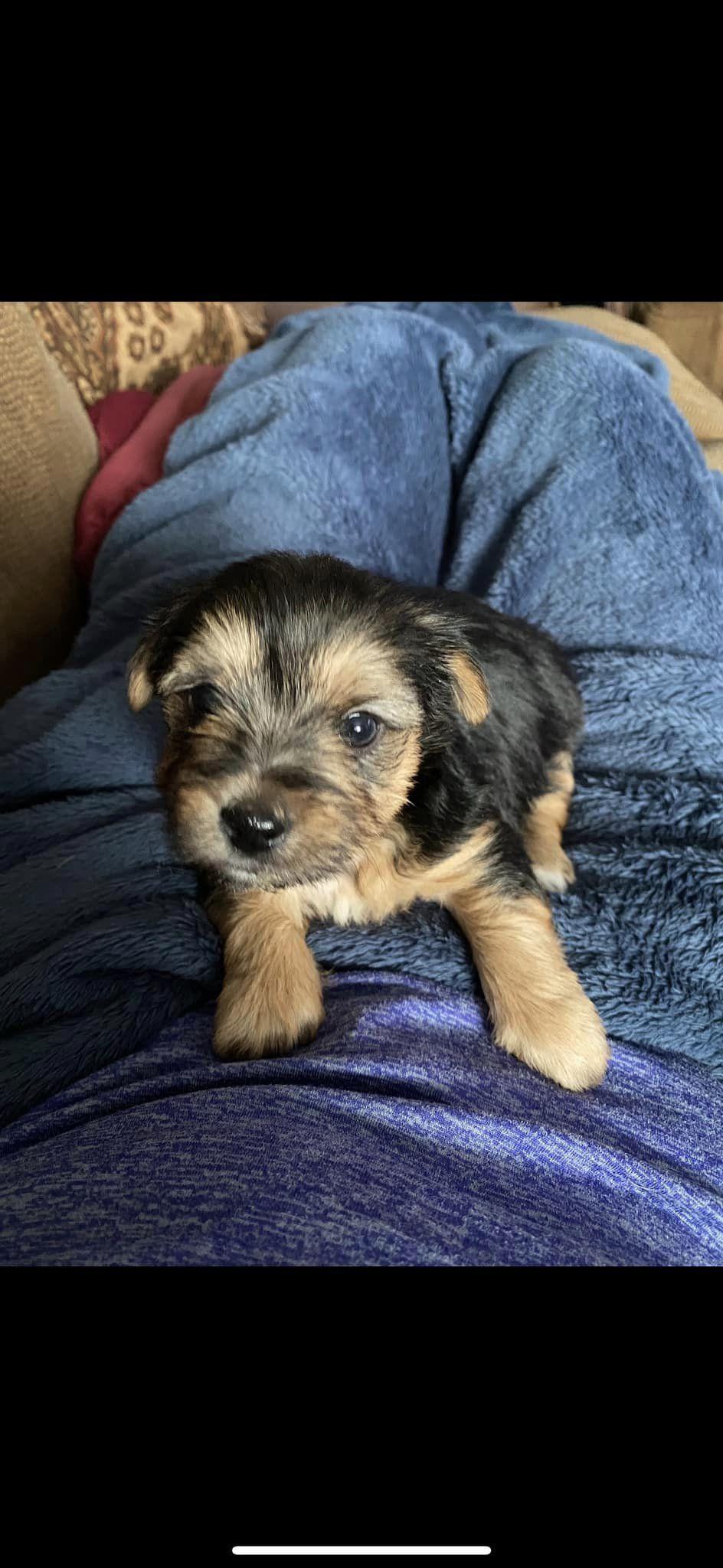 Tasha's Yorkies in Oklahoma | Yorkshire Terrier puppies | Good Dog