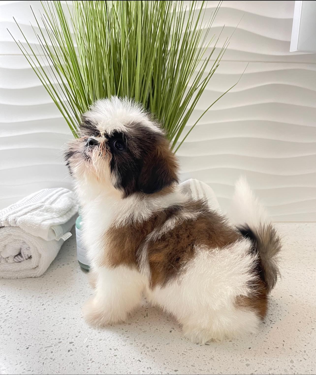 The Cove Kennel in Missouri | Shih Tzu and Yorkshire Terrier puppies ...