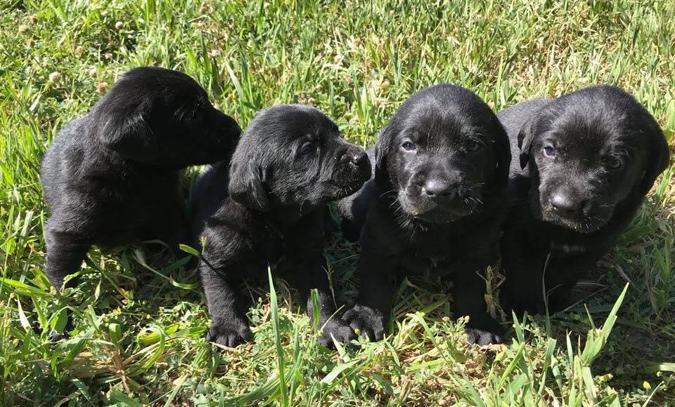 Wind River Labrador’s in Wyoming | Labrador Retriever puppies | Good Dog