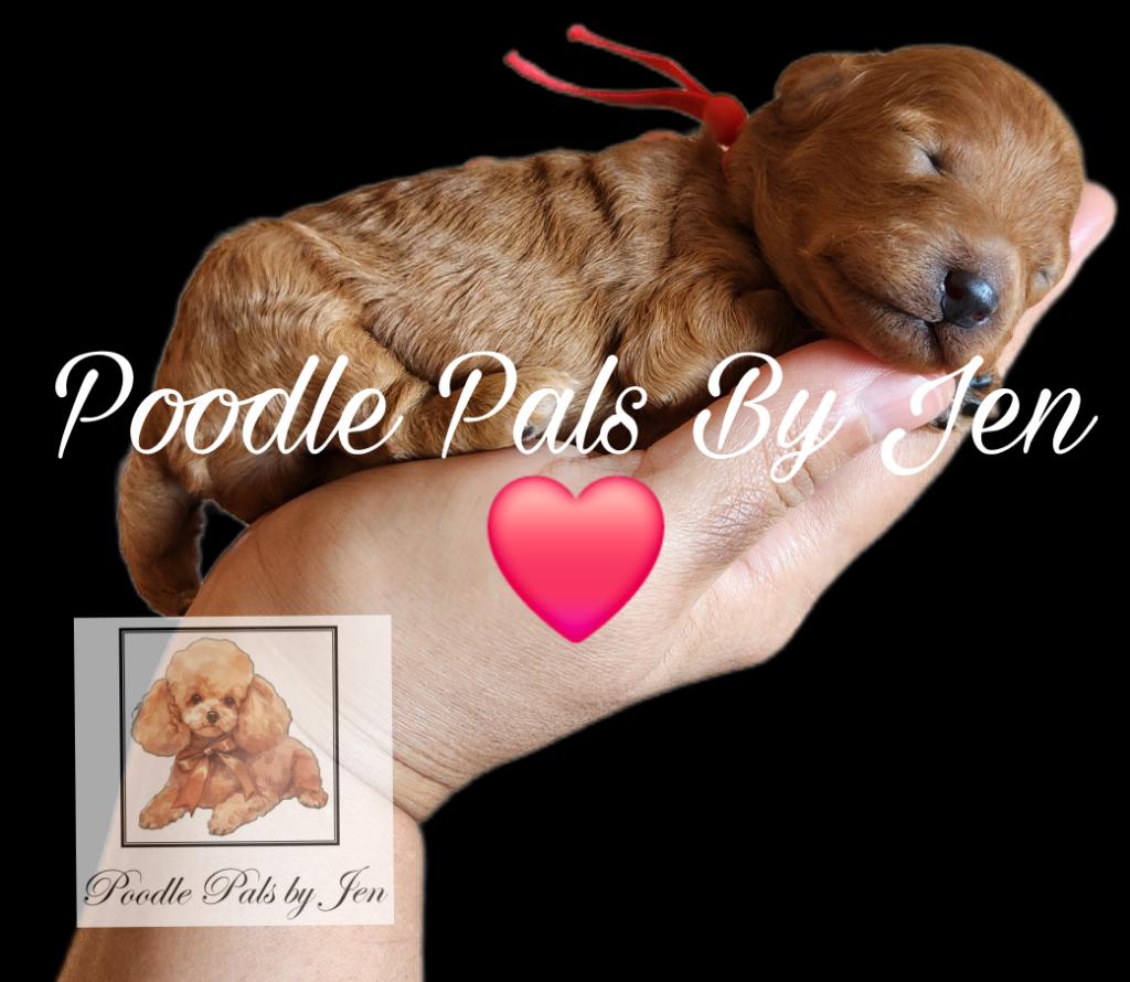 Poodle Pals By Jen in New York | Poodle puppies | Good Dog