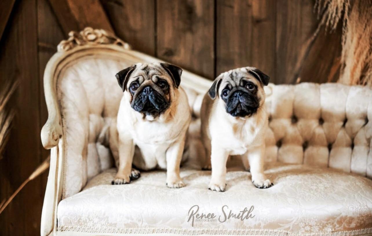 Gold Leaf Farm Pugs in California | Pug puppies | Good Dog