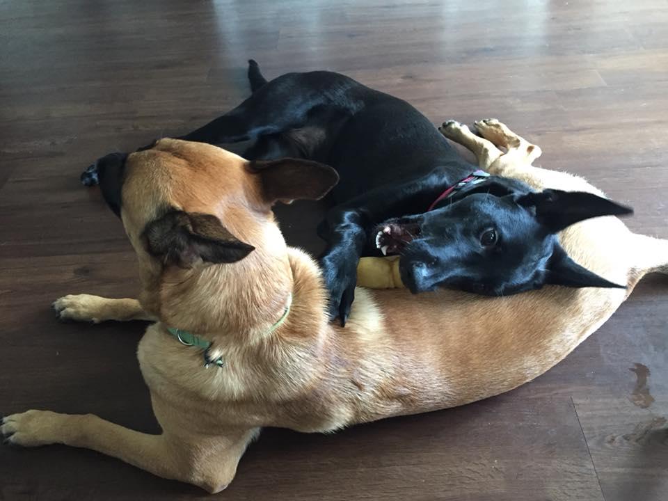 Reinwald Kennels Thomas Brennan in Florida | Belgian Malinois and Dutch ...