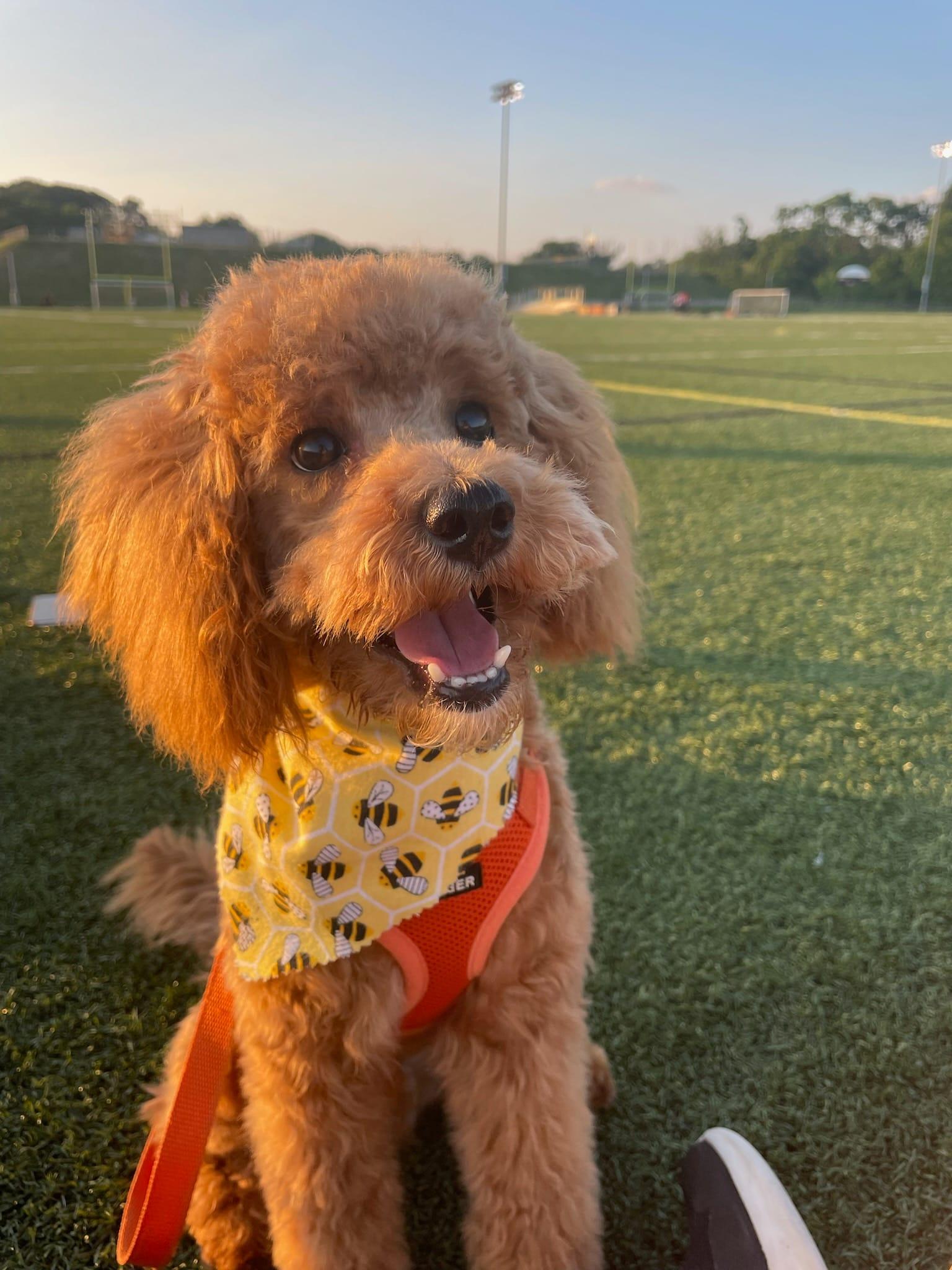 AKC Mini Poodles in NOVA in Virginia | Poodle puppies | Good Dog