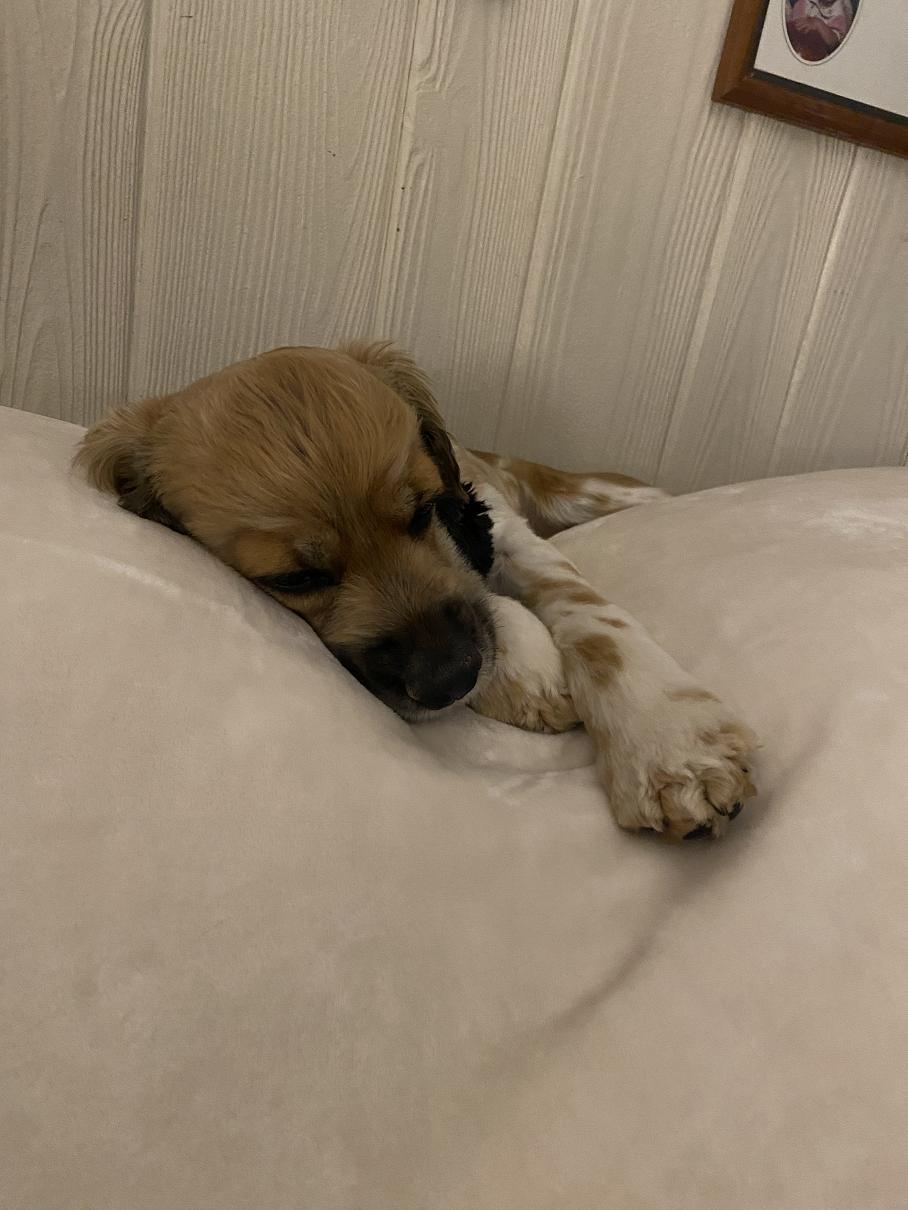 Becky's Cockers in Oklahoma | Cocker Spaniel puppies | Good Dog