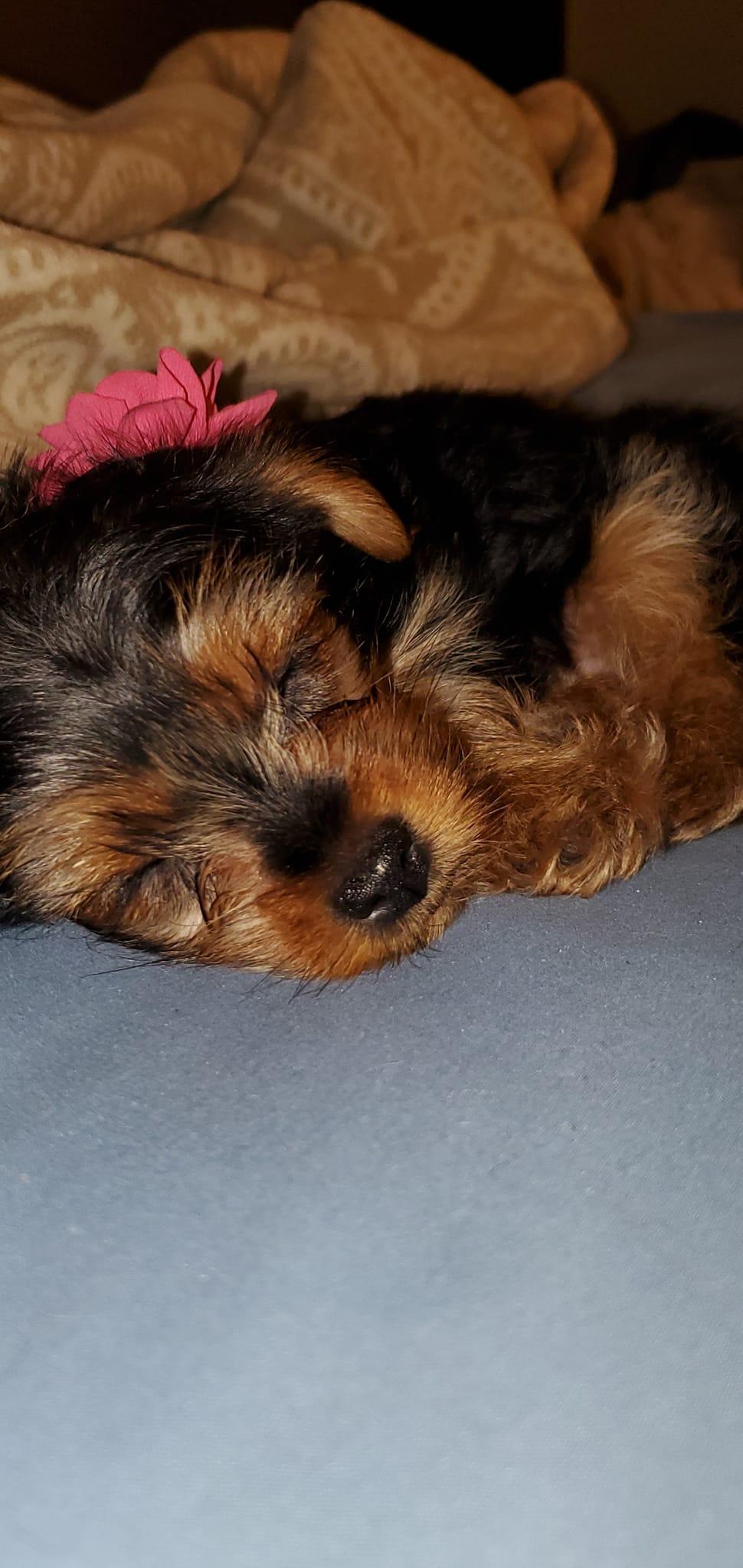 Southern Gem Yorkies in South Carolina | Yorkshire Terrier puppies ...