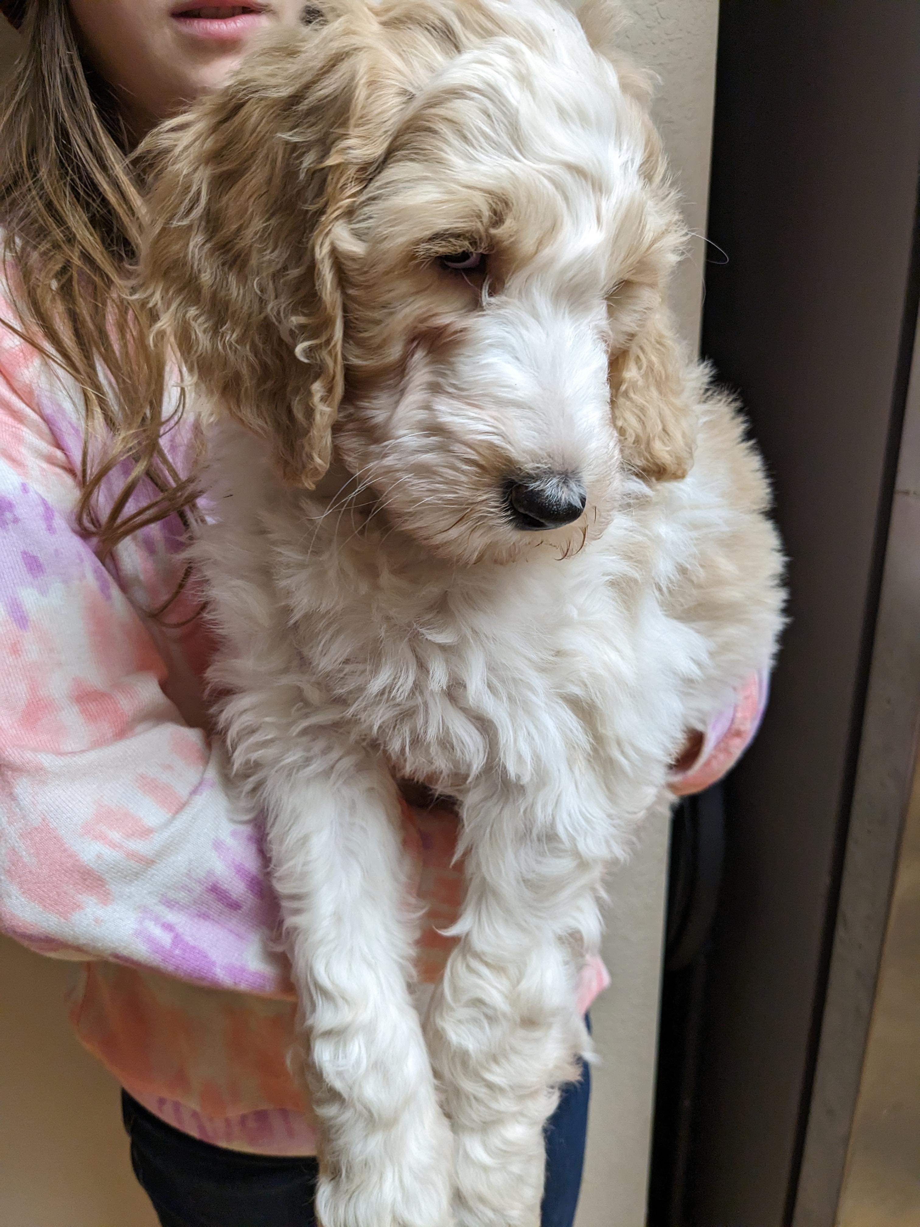 Sinclairdoodles in Washington | Goldendoodle puppies | Good Dog