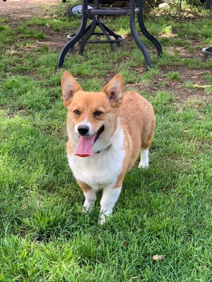 Fish Creek Corgis in | Pembroke Welsh Corgi puppies | Good Dog
