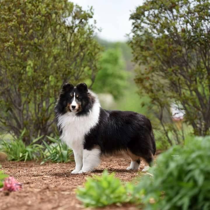 Krayola Shelties in Missouri | Shetland Sheepdog puppies | Good Dog