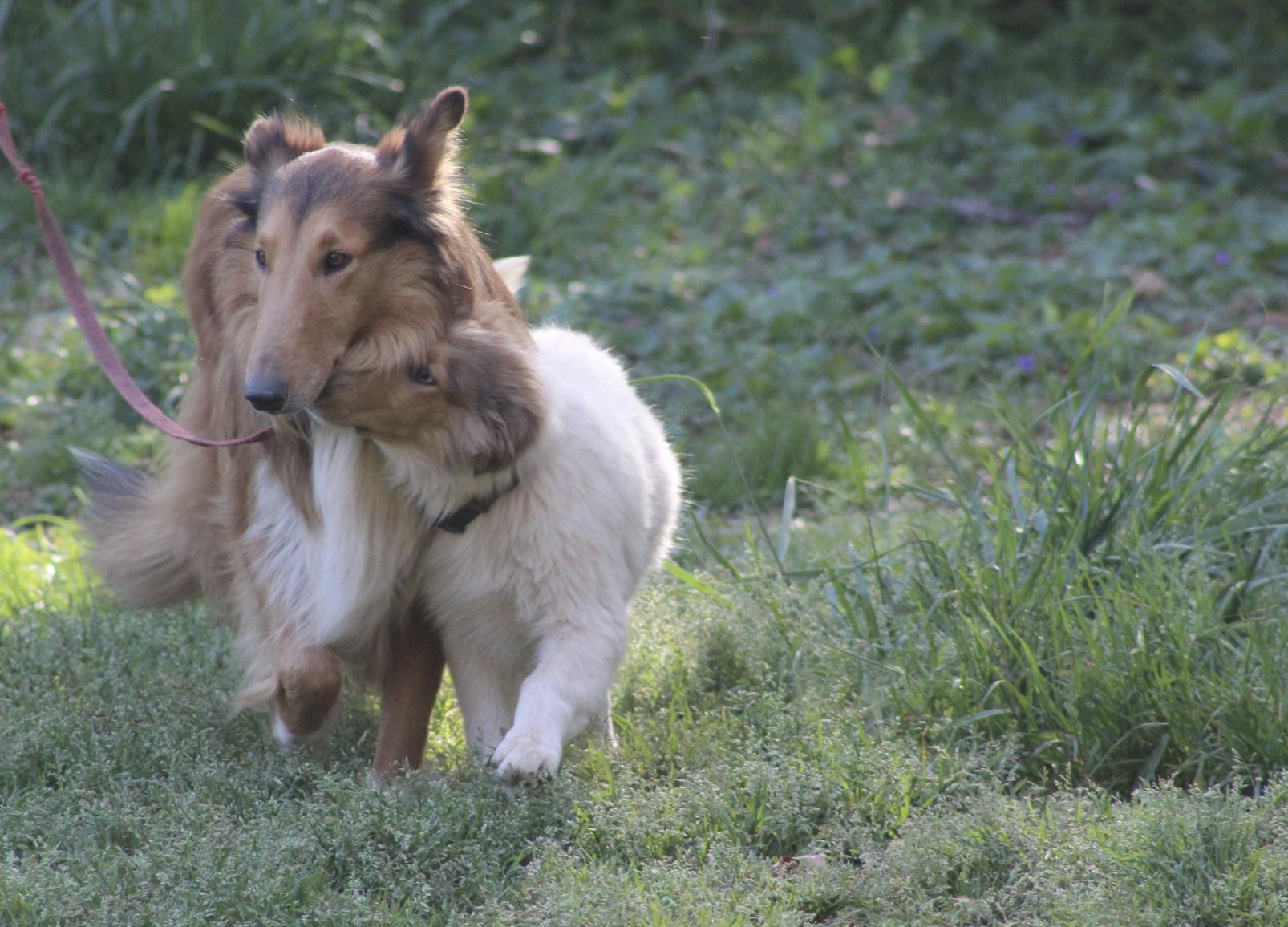 Horseshoe Mountain Collies in North Carolina | Collie puppies | Good Dog