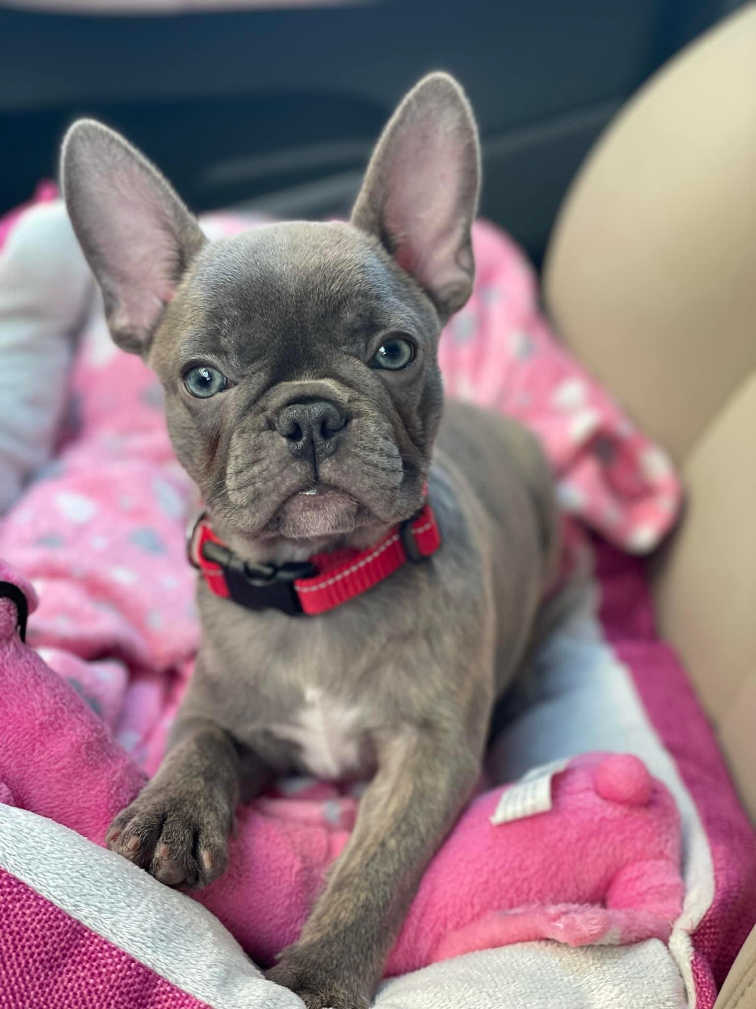 Home Grown Frenchies in Florida | French Bulldog puppies | Good Dog