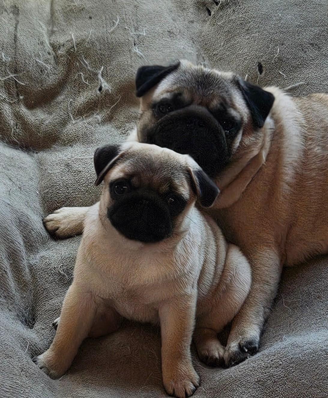 Kashmir Pugs in Colorado | Pug puppies | Good Dog