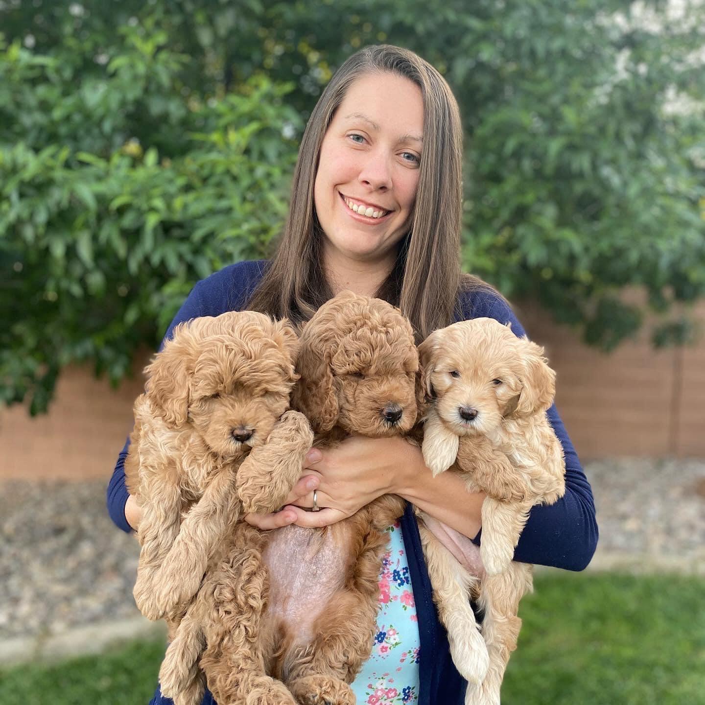 Picture Perfect Doodles in Utah | Cavapoo and Goldendoodle puppies ...