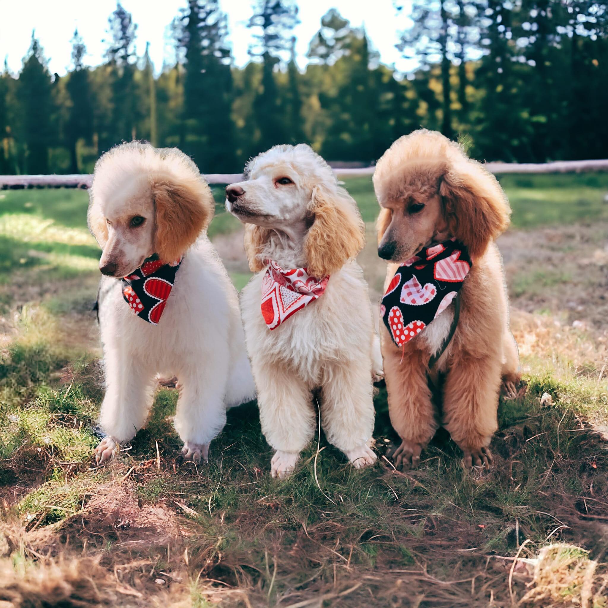 Nine Pines Poodles in Tennessee | Poodle puppies | Good Dog
