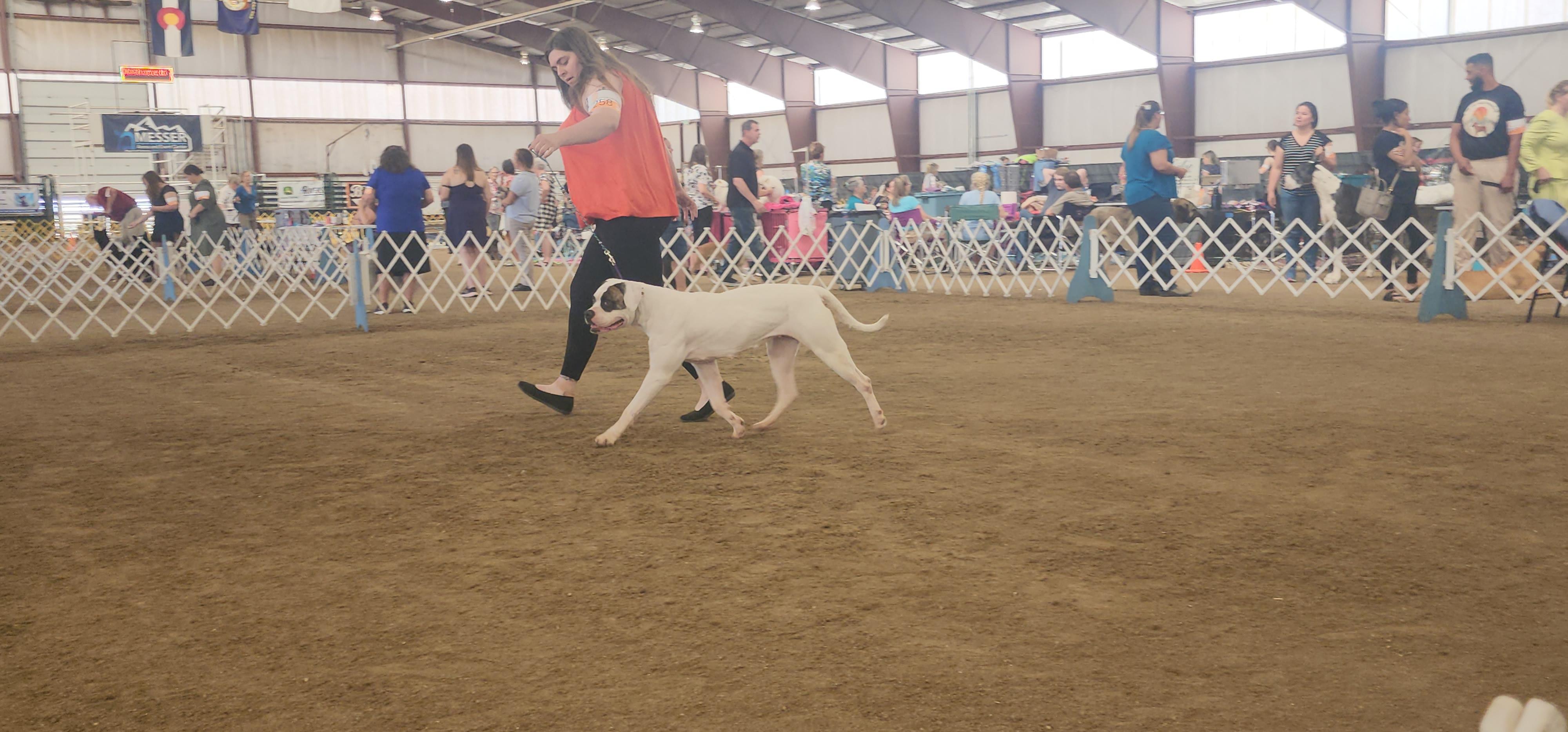 Calamity K9s in Colorado | American Bulldog puppies | Good Dog