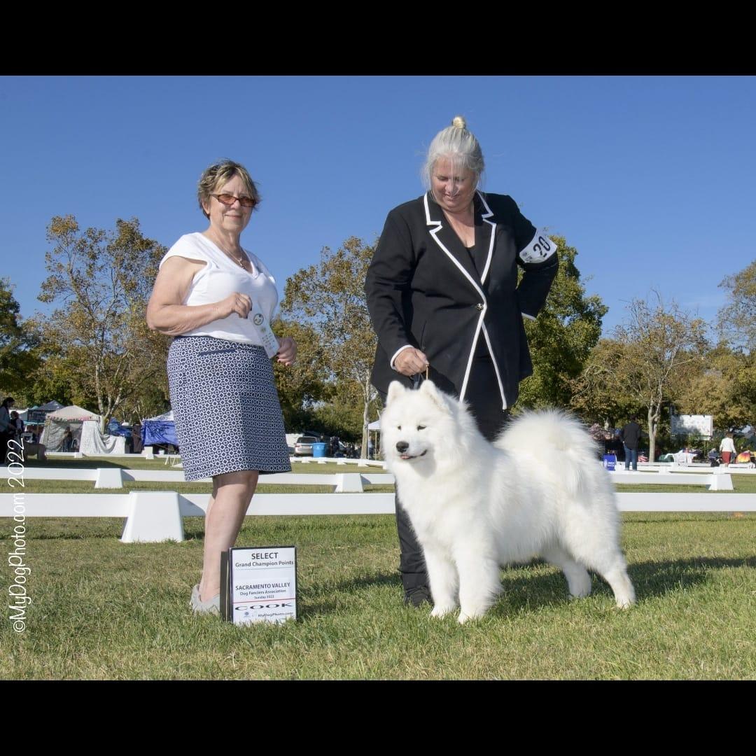 Larajus Samoyeds in California | Samoyed puppies | Good Dog