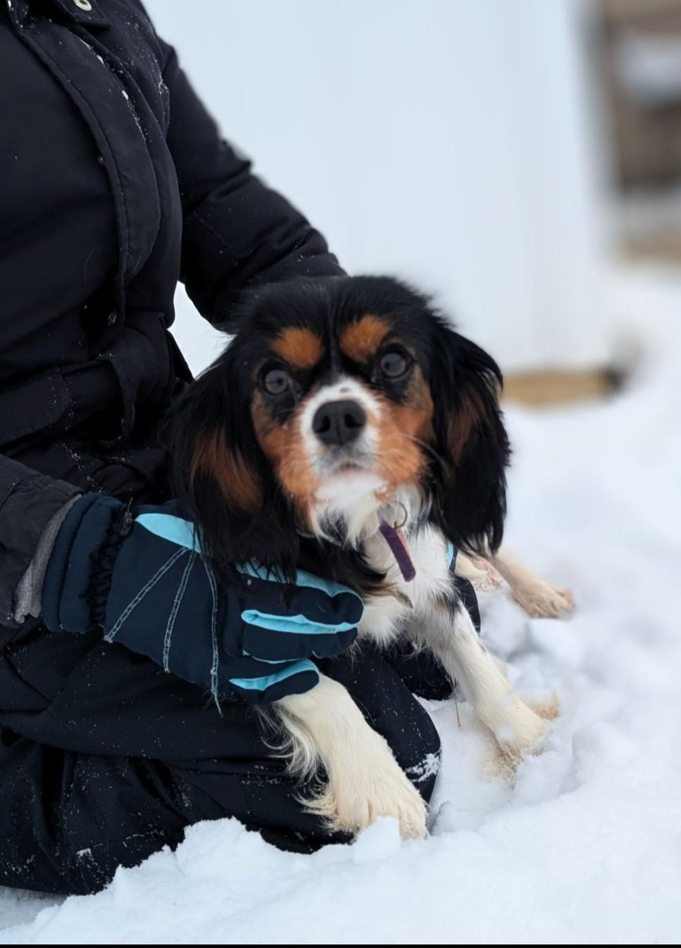 Jodi's Cavalier King Charles Spaniels and Cavapoos in Pennsylvania ...