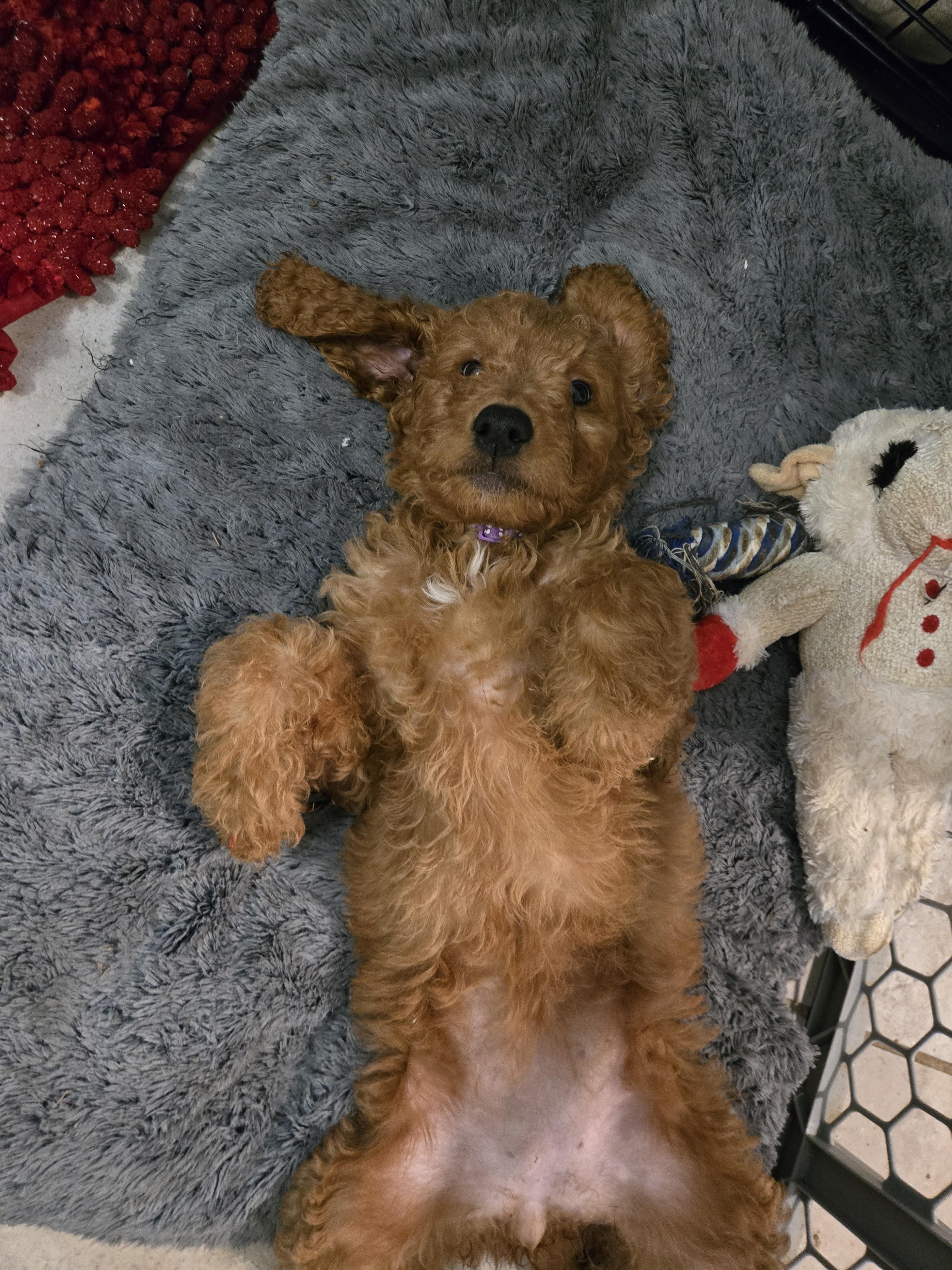 Miriam's Goldendoodles in Florida | Goldendoodle puppies | Good Dog