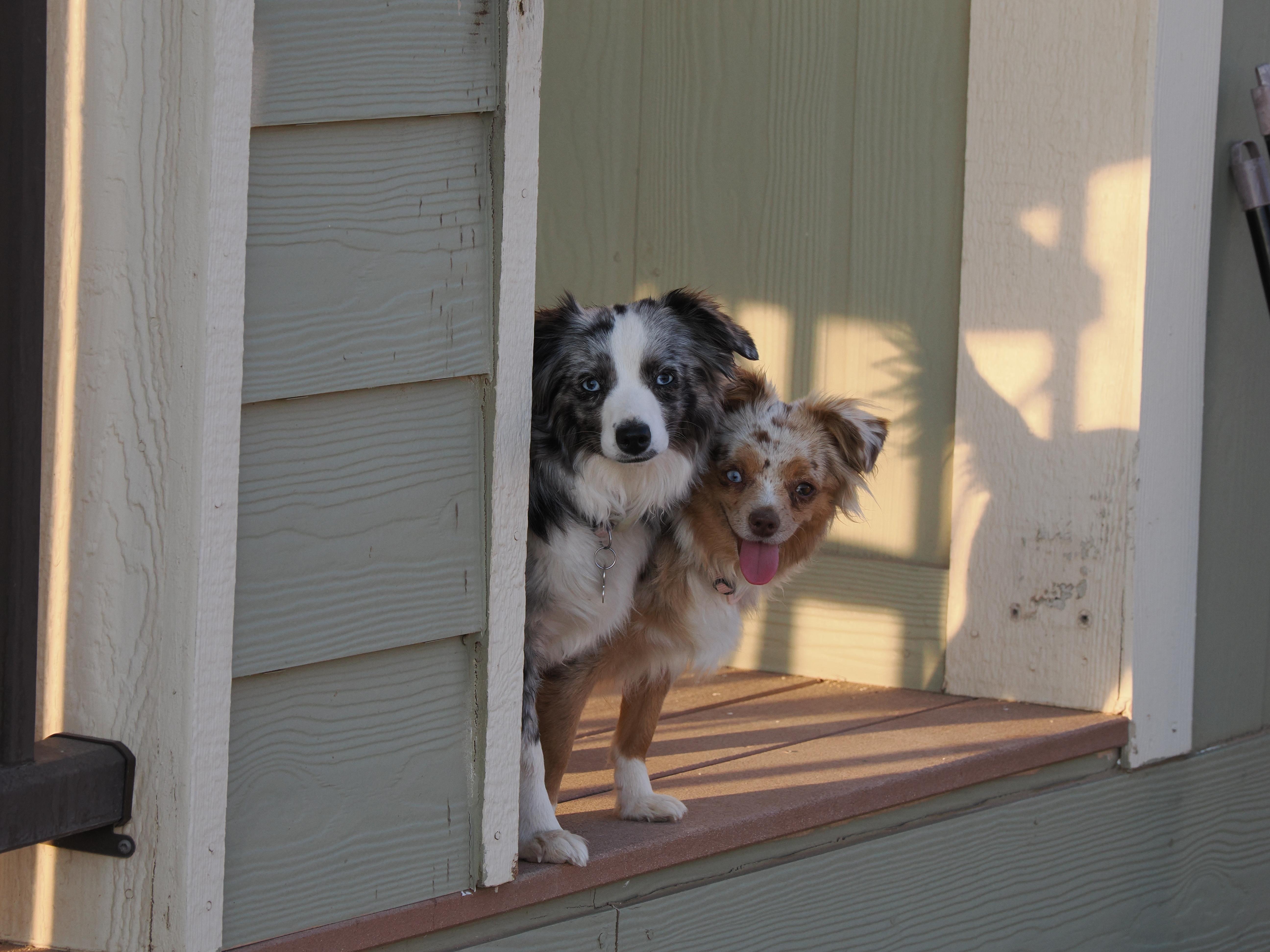 Arcola Ranch Toy Aussies in Arizona | Toy Australian Shepherd puppies ...