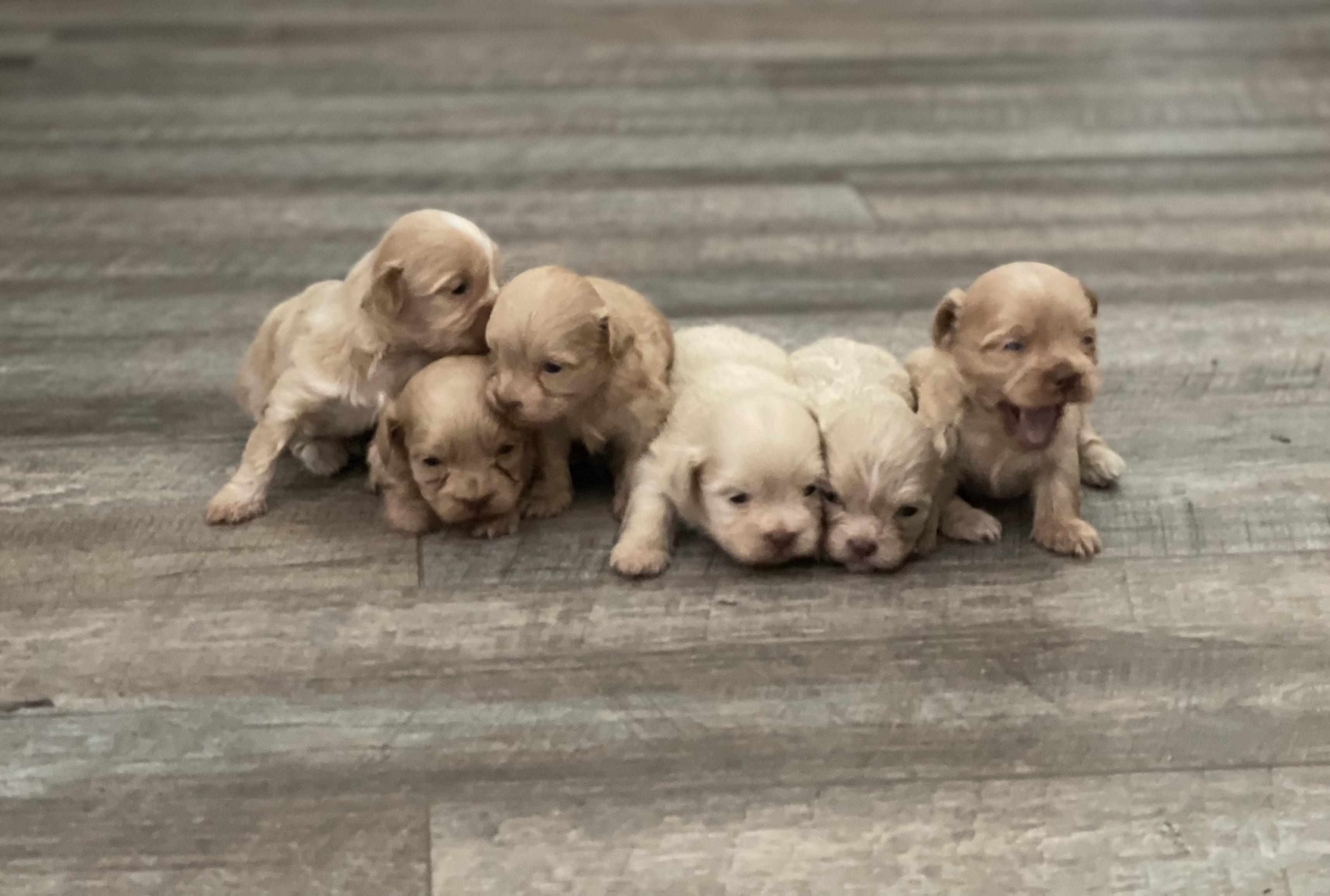 The Snuggly Shih Poo in North Carolina | Shihpoo puppies | Good Dog
