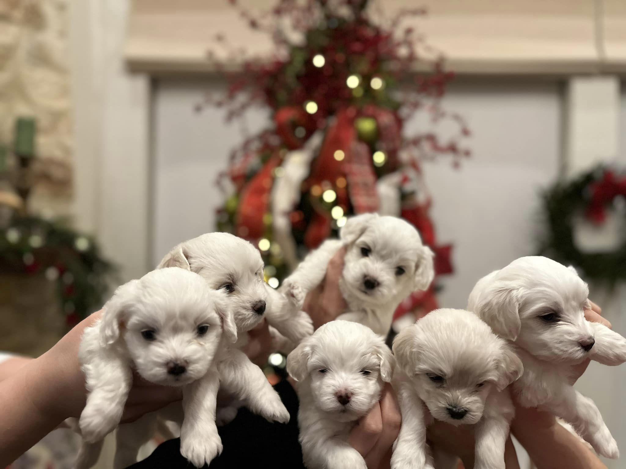 Poppy Pearl Cotons in Texas | Coton de Tulear puppies | Good Dog