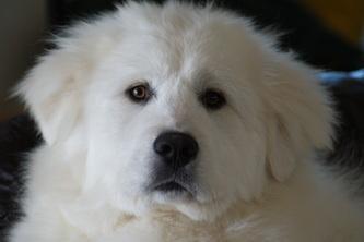 Flewelling Great Pyrenees in Maine | Great Pyrenees puppies | Good Dog