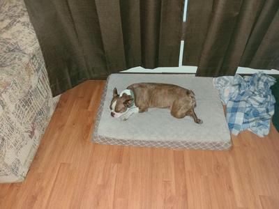 Kim's Boston Terriers in Missouri | Boston Terrier puppies | Good Dog