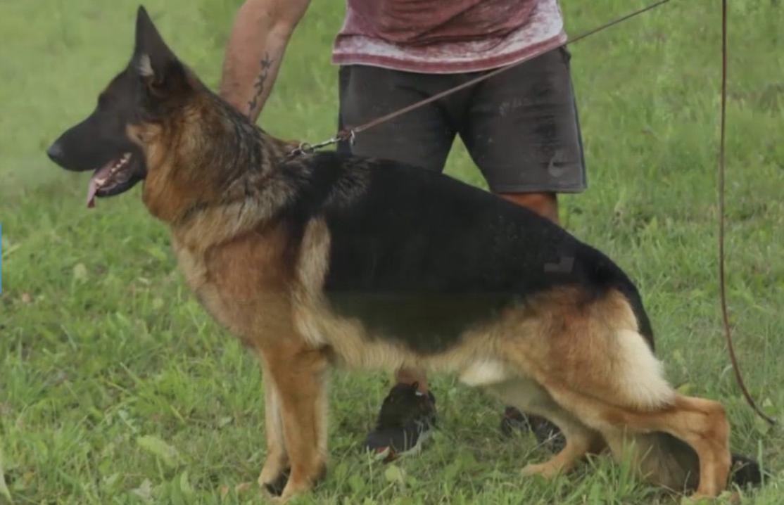 Vom Kirsys German Shepherds in Florida | German Shepherd puppies | Good Dog