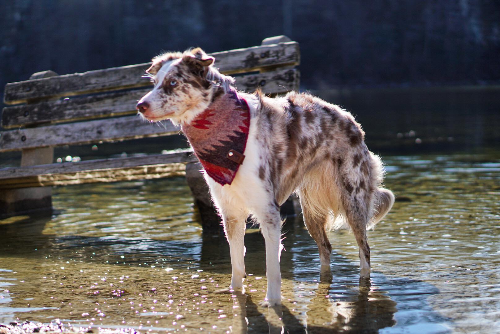 Air Capital Border Collies in Kansas | Border Collie puppies | Good Dog