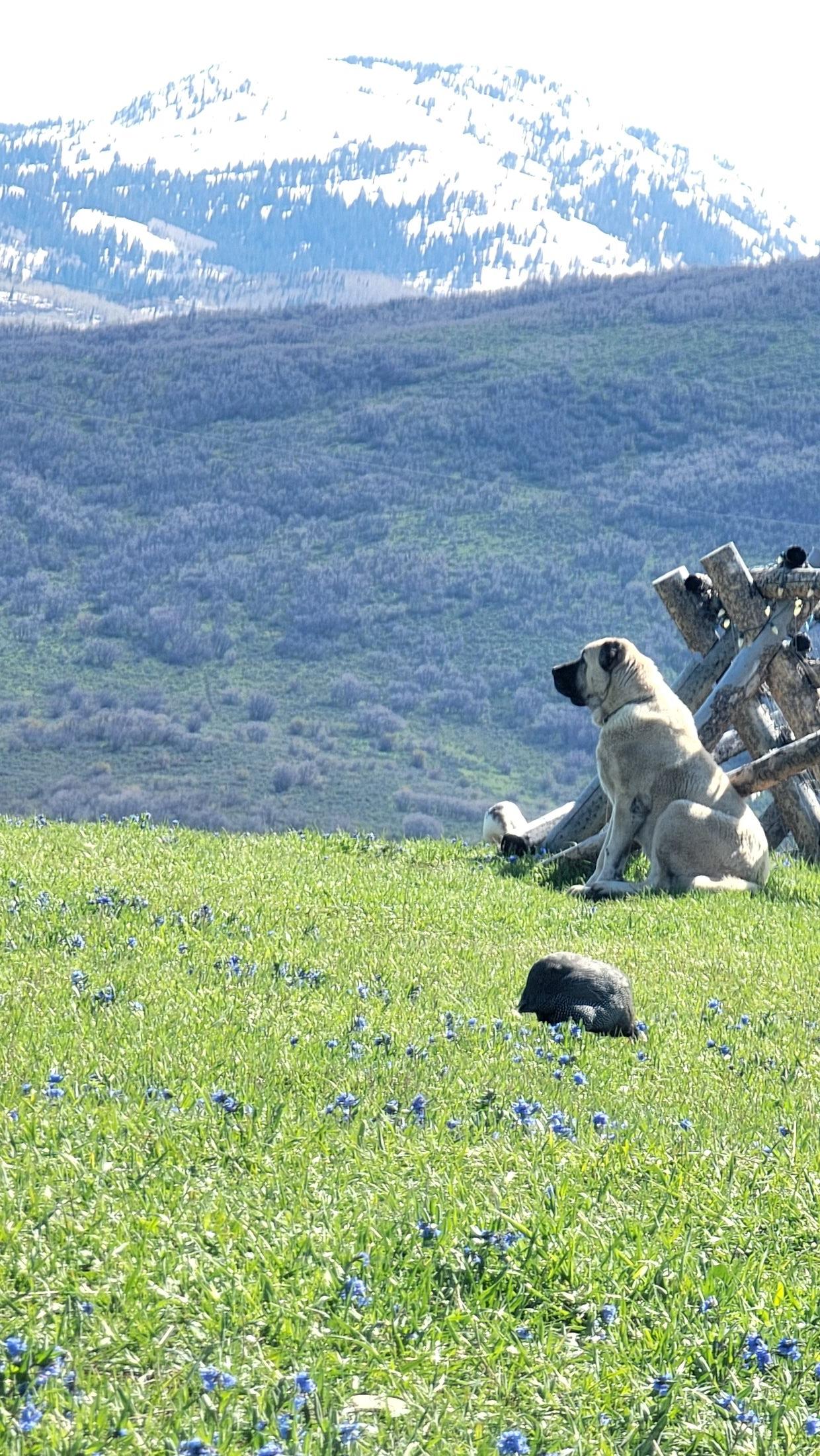 Emerald Mtn Ranch LLC in Colorado | Turkish Boz Shepherd puppies | Good Dog