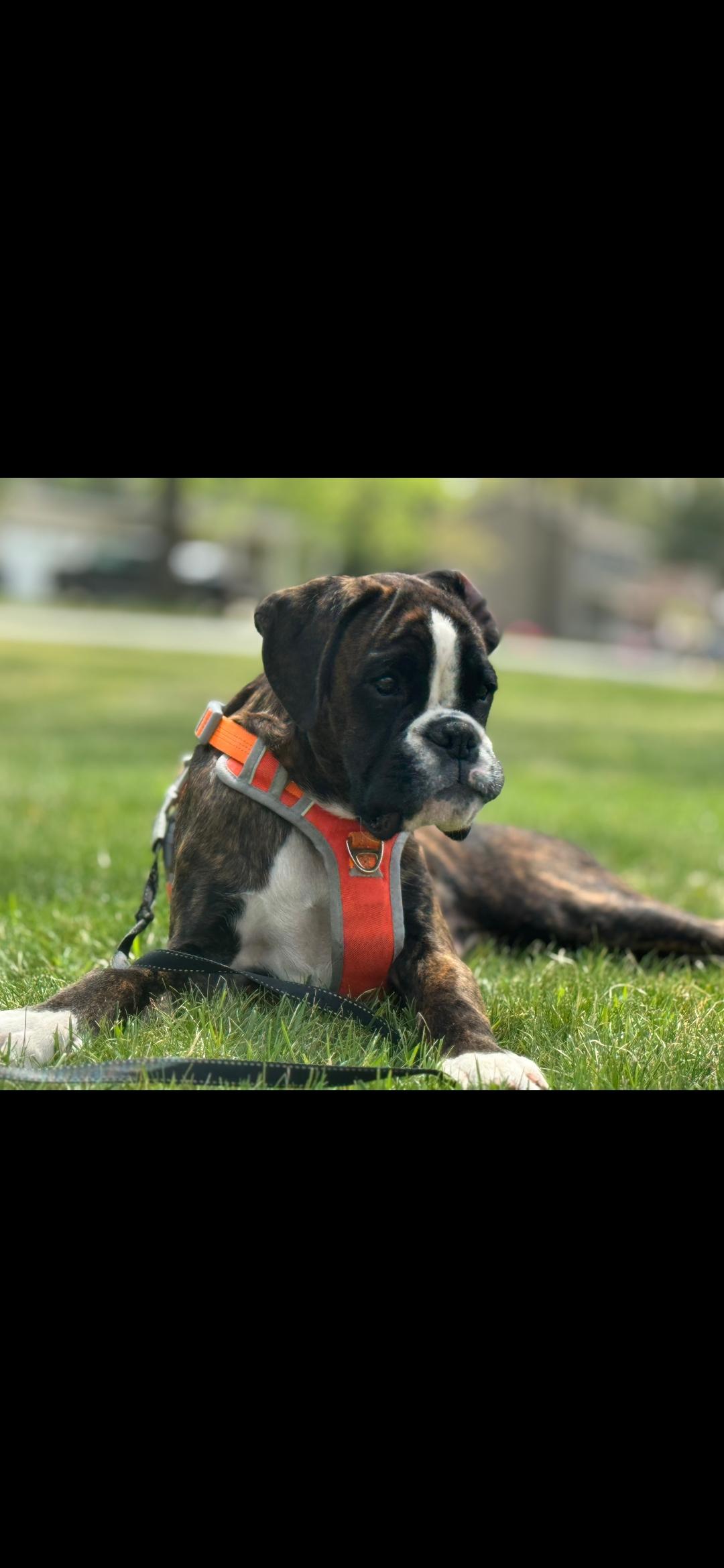 SmashBox Kennel in South Carolina | Boxer puppies | Good Dog